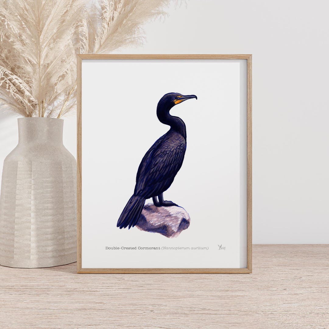 Cormorant Art Print - Watercolor Illustration for Bird Lovers, Coastal ...