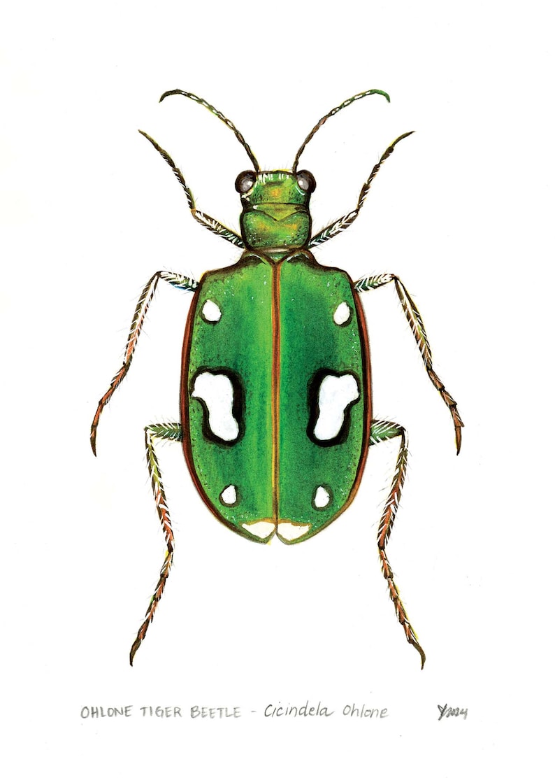 Ohlone Tiger Beetle Illustration - Vibrant Entomology Print for Bug ...