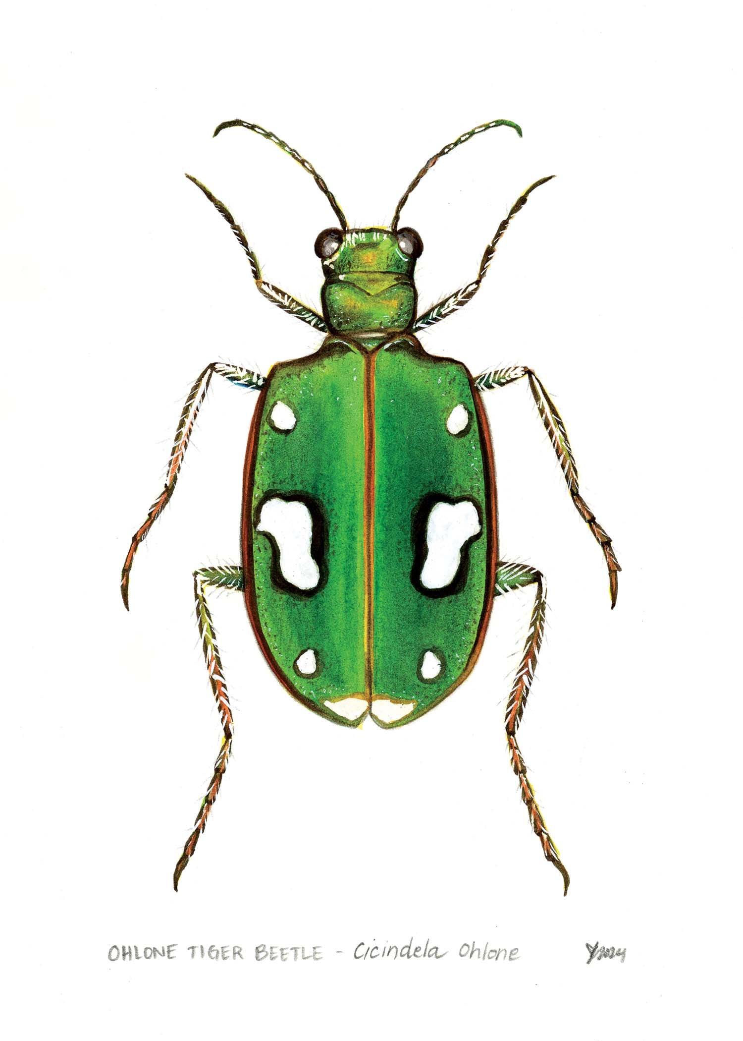 Ohlone Tiger Beetle Illustration Vibrant Entomology Print for Bug ...