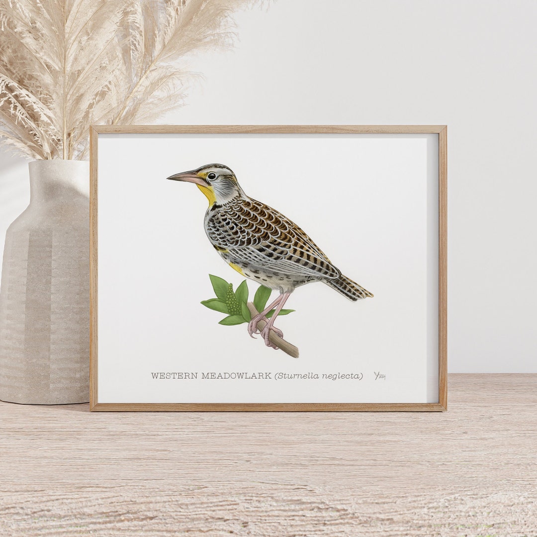 Western Meadowlark Art Print- Oregon State Bird, Montana State Bird ...