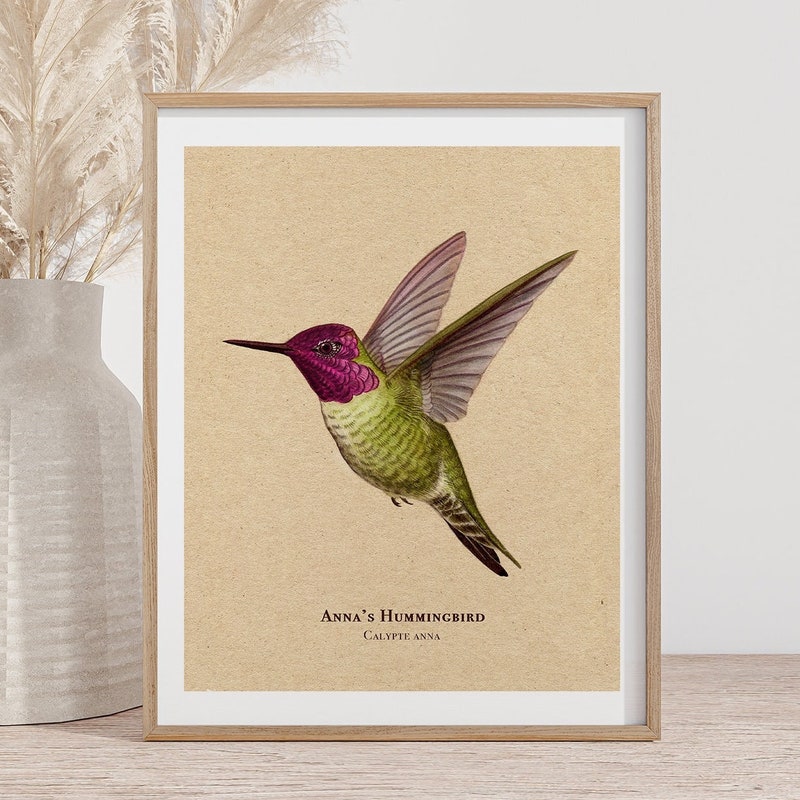 Hummingbird Art - Etsy