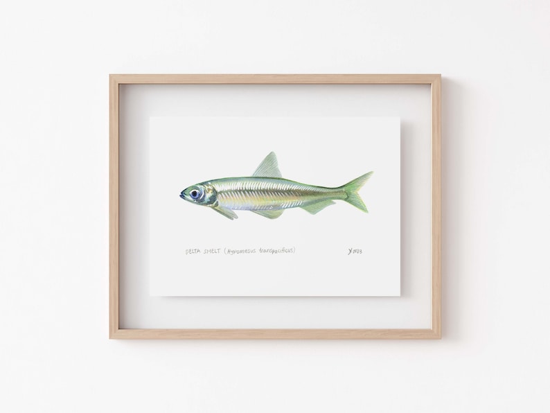 Delta Smelt Art Print - Fish Art to Elevate Your Wildlife Inspired ...