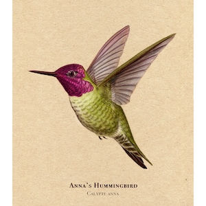 Anna's Hummingbird Art Print - Rustic Cabin Decor, Vintage Bird ...