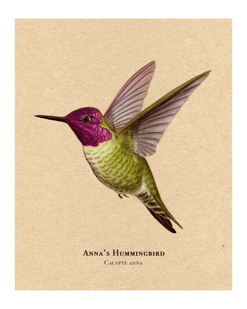 Anna's Hummingbird Art Print - Rustic Cabin Decor, Vintage Bird ...