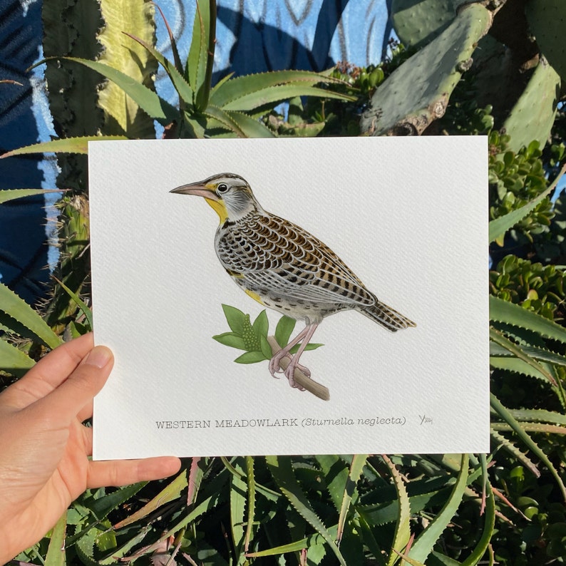 Western Meadowlark Art Print Oregon State Bird, Montana State Bird ...