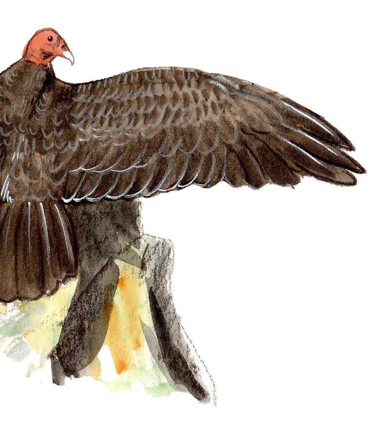 Turkey Vulture Art Print Bird Decor for Bird Watchers and Nature ...