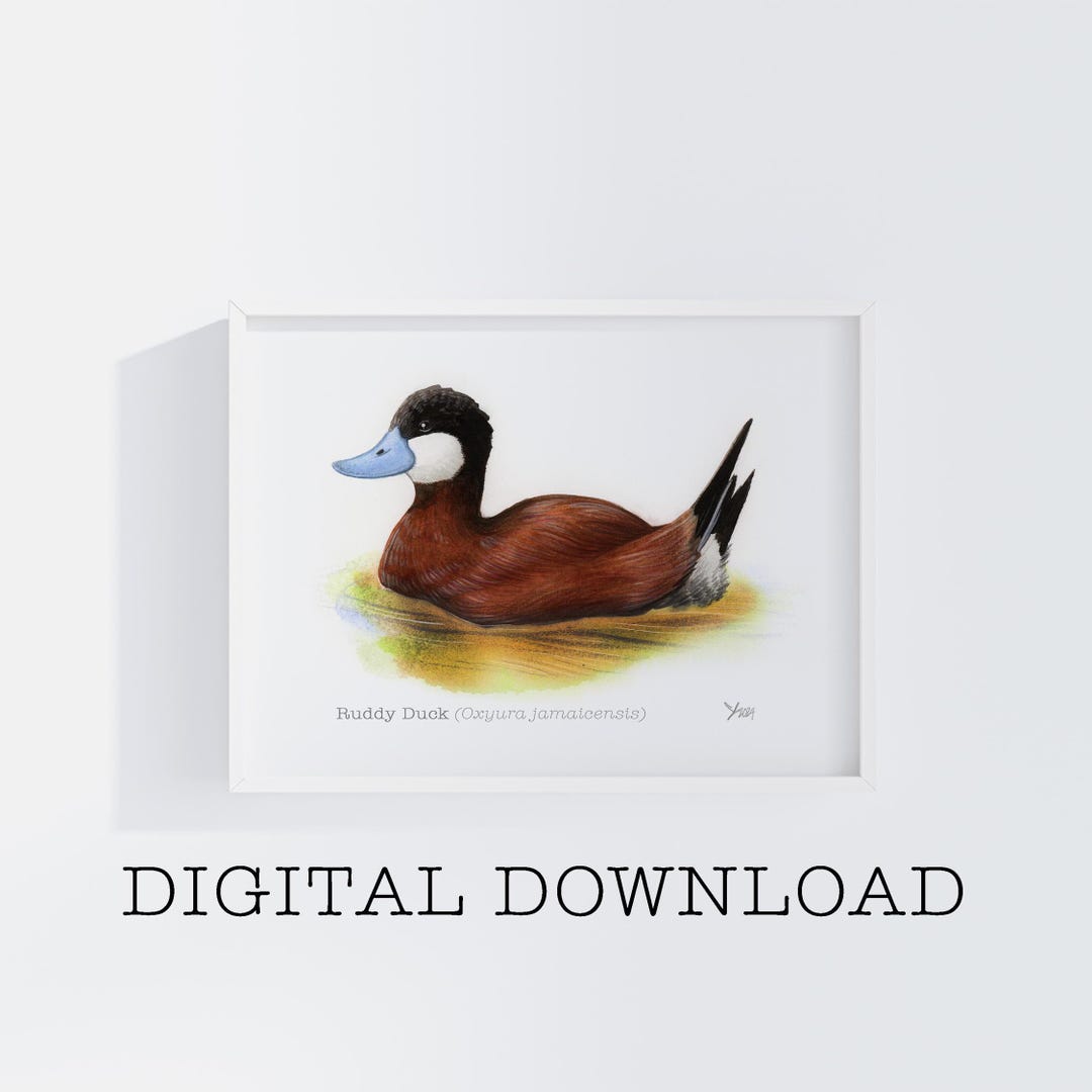Ruddy Duck Art PRINTABLE - Unique Gift for Bird Watching Enthusiasts ...