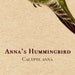Anna's Hummingbird Art Print - Rustic Cabin Decor, Vintage Bird ...