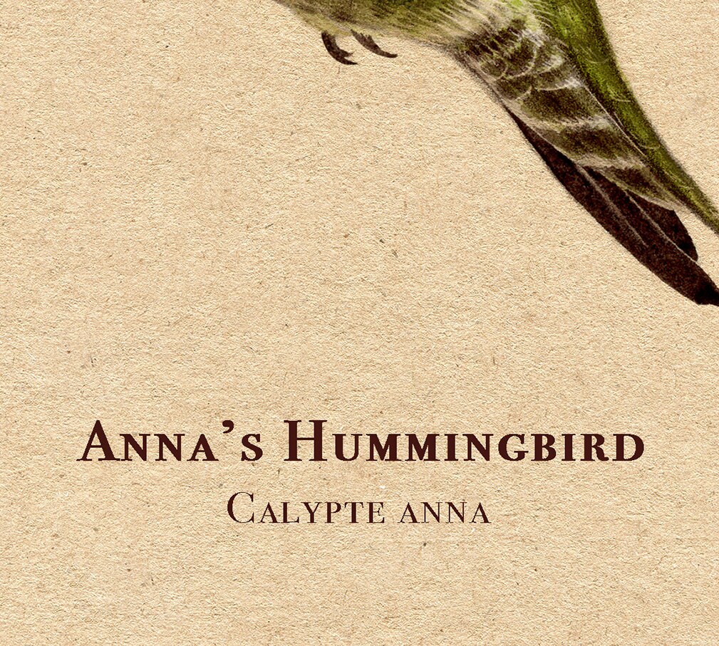 Anna's Hummingbird Art Print - Rustic Cabin Decor, Vintage Bird ...