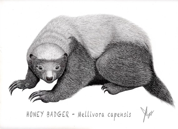 Honey Badger Drawing