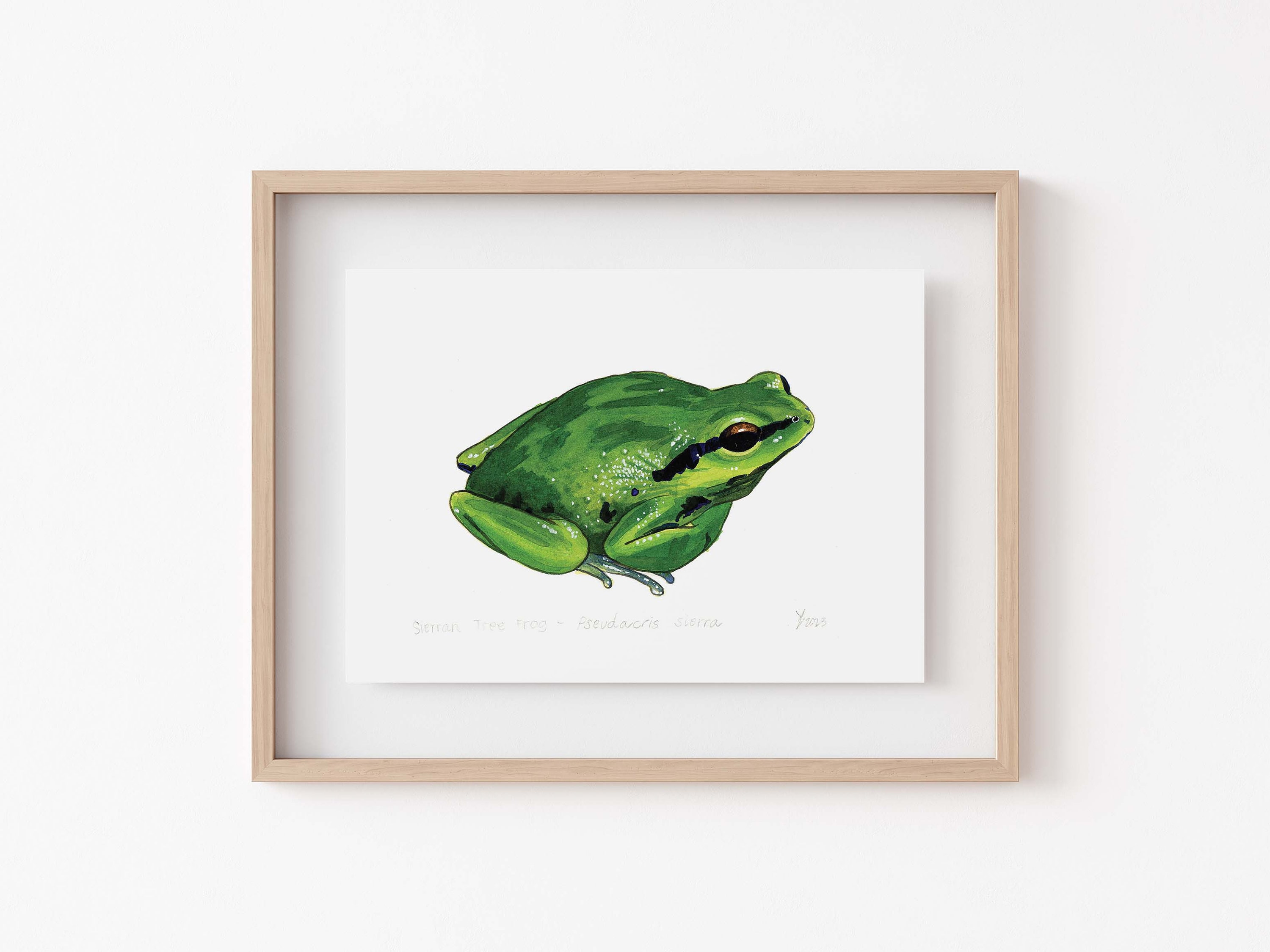 Pacific Tree Frog Drawing