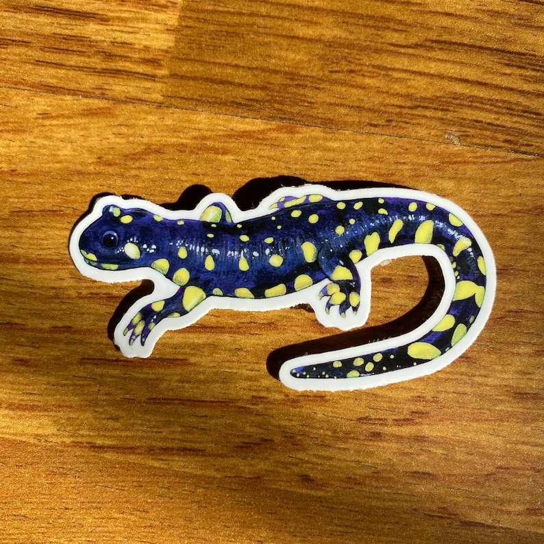Cute Tiger Salamander Sticker - Watercolor Amphibian Decal - Etsy