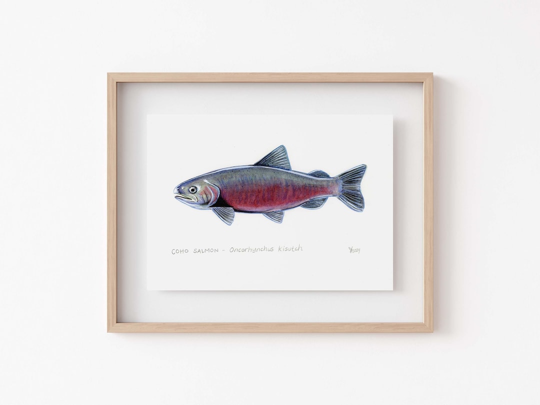 Coho Salmon Print - Oregon Art for Fishing & Hunting Enthusiasts ...