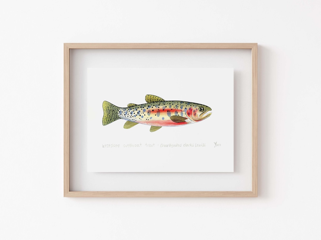 Montana Cutthroat Trout Print - Wildlife Art for Fish Enthusiasts ...