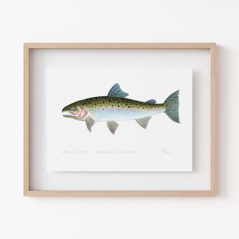 Steelhead Paintings Art - Etsy