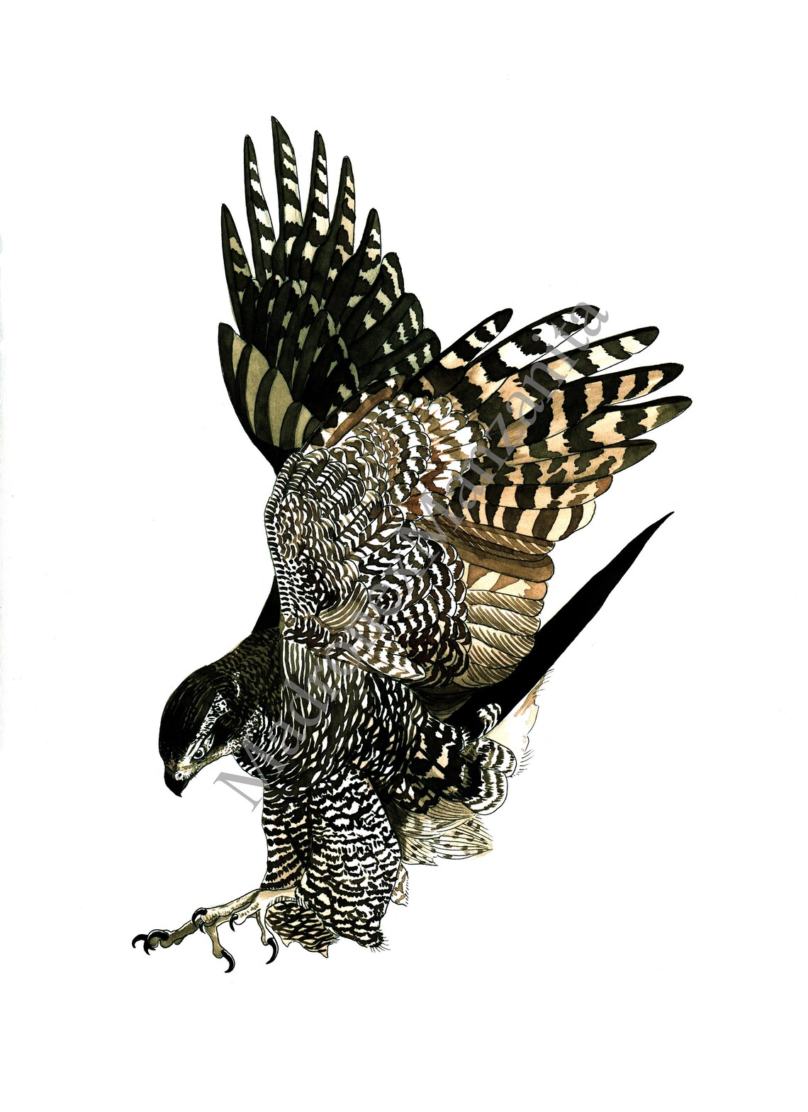 Northern Goshawk Watercolor & Ink Print Hawk Painting, Bird Watcher ...
