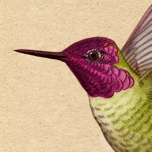 Anna's Hummingbird Art Print - Rustic Cabin Decor, Vintage Bird ...