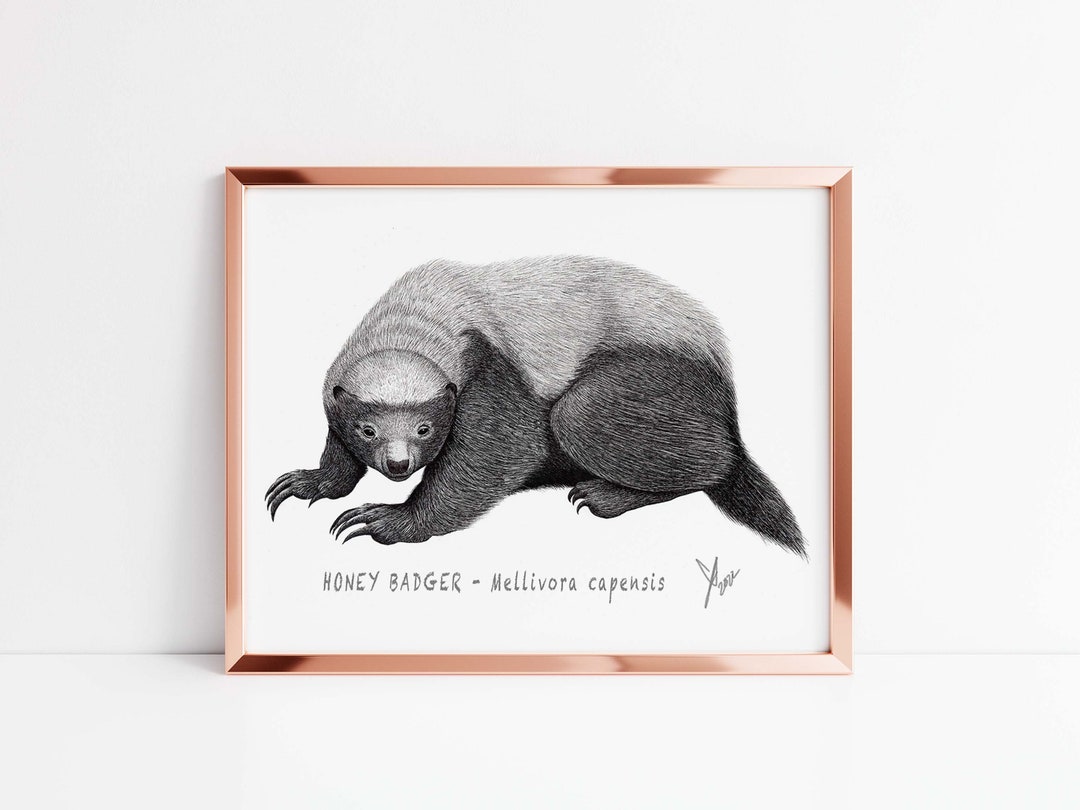 Honey Badger Illustration Print - Unique and Detailed Pen & Ink Art for ...