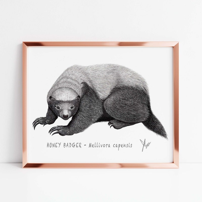 Badger Art - Etsy