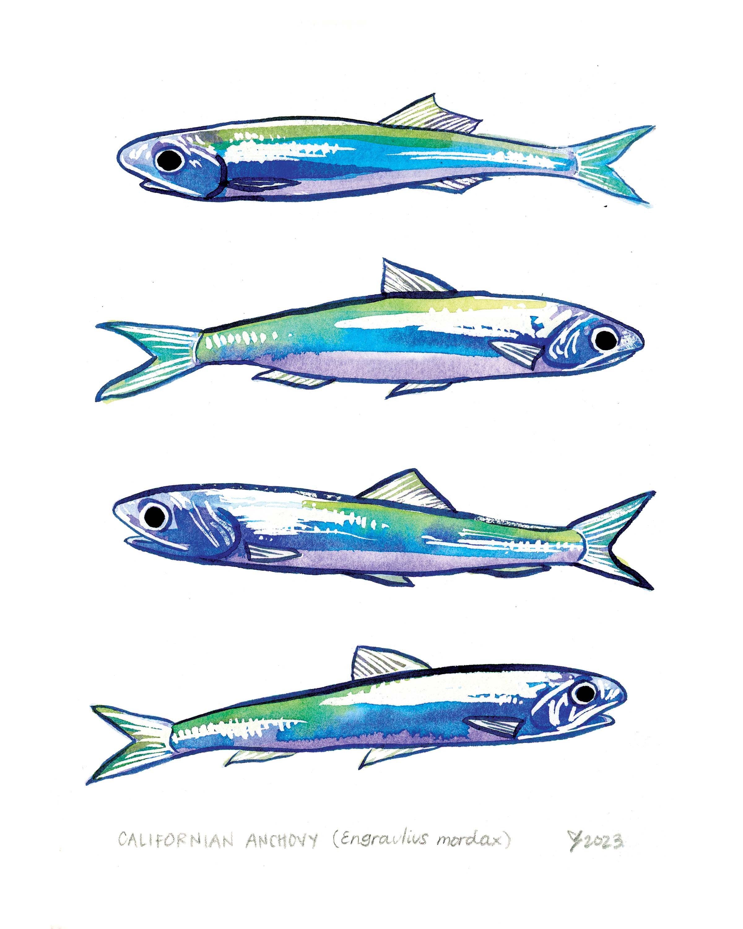 Anchovy Print for Kitchen Modern Fish Decor Perfect for Gallery Wall ...