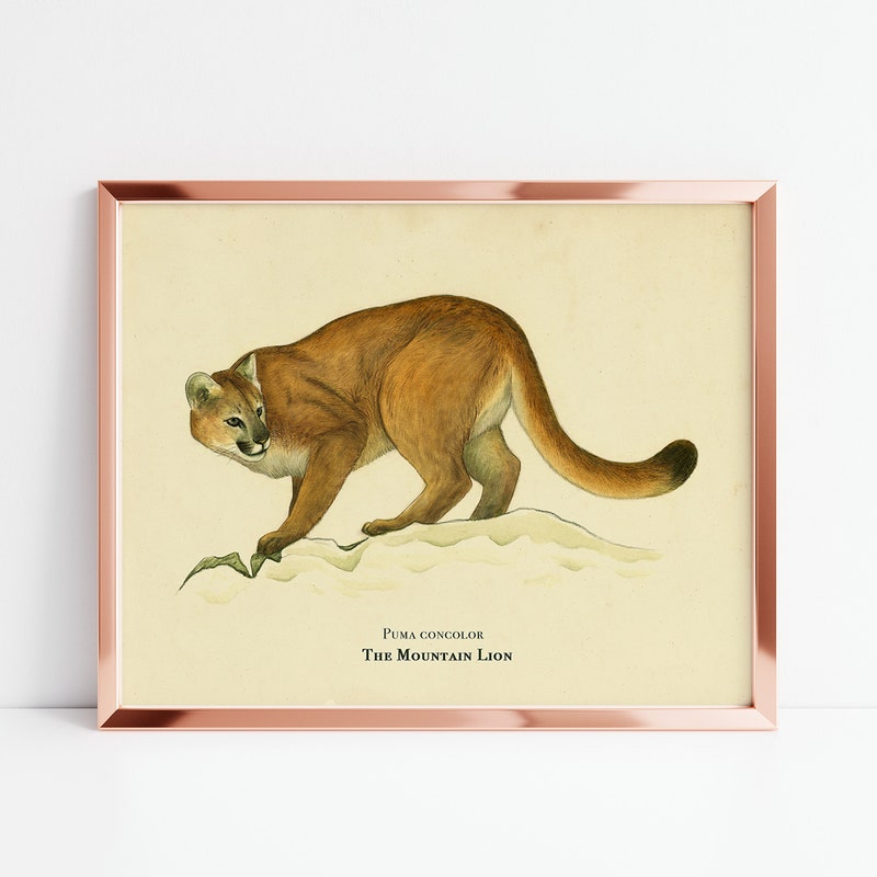 Mountain Lion Art - Etsy