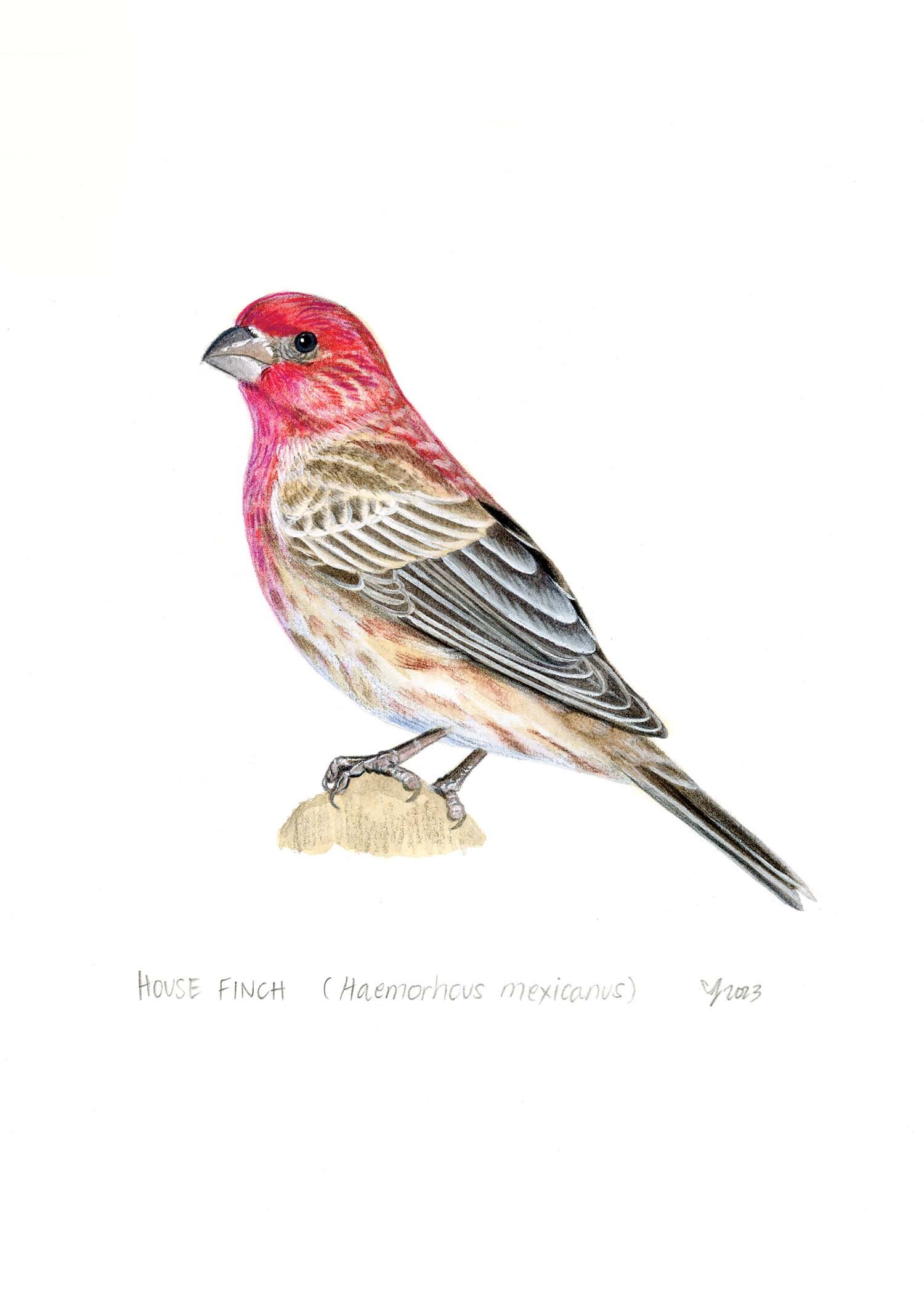 House Finch Art Print Charming Bird Decor for Home & Garden Unique ...