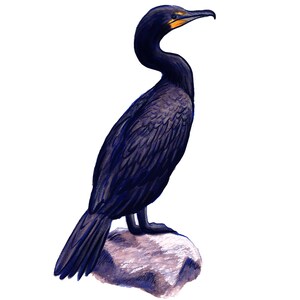 Cormorant Art Print - Watercolor Illustration for Bird Lovers, Coastal ...