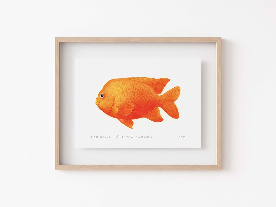 Orange Garibaldi Fish Print - Unique Marine Wildlife Decor - California ...