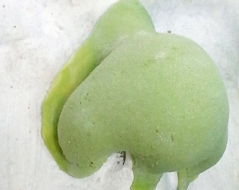 Ogre Nose, Shrek/fiona, LATEX, Junior/adult With Clear Elastic Strap - Etsy