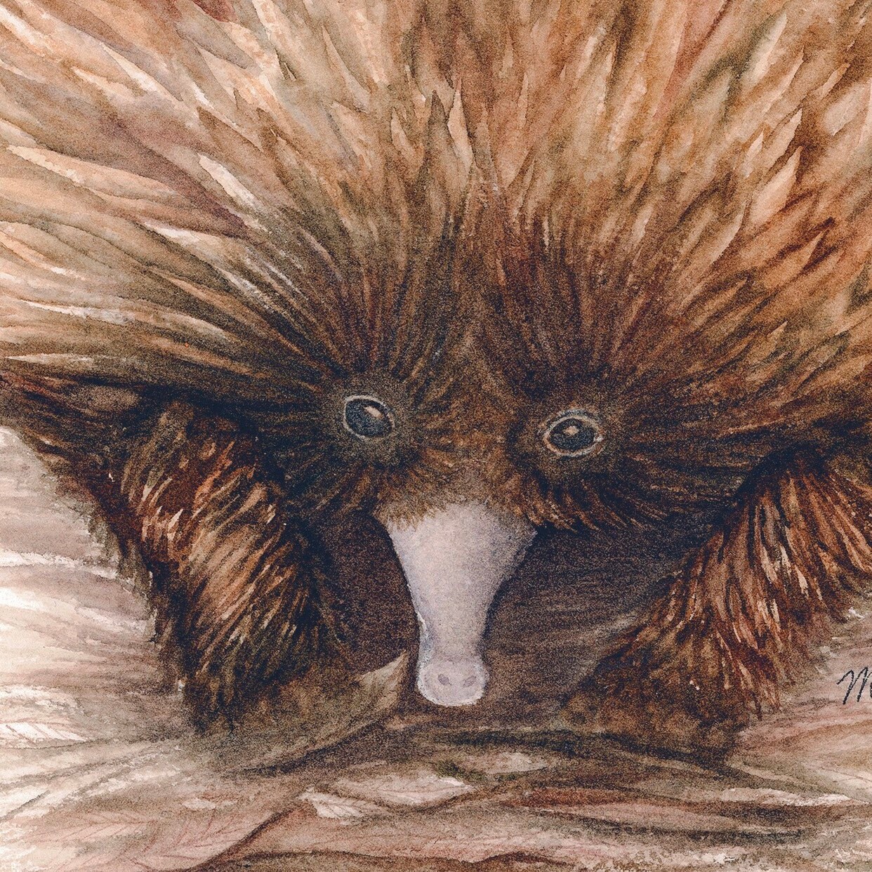 Echidna Art Print A4 Size, Australian Gifts Made in Australia Native ...