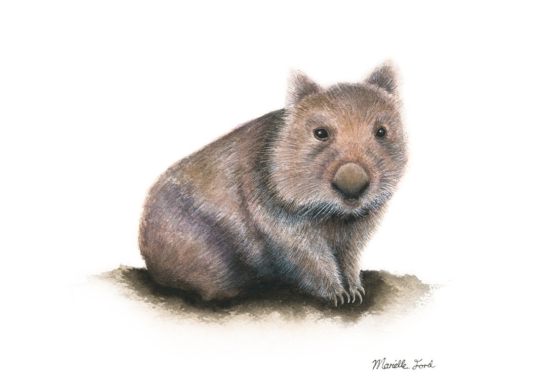 Baby Wombat Art Print Australian Native Animal Art - Etsy