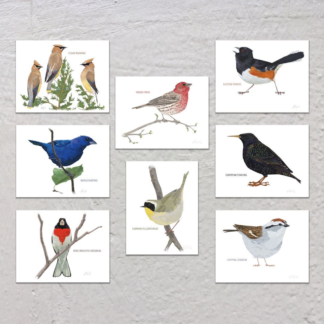 Blank Note Card Set, Backyard Birds, Collection #4 - Etsy
