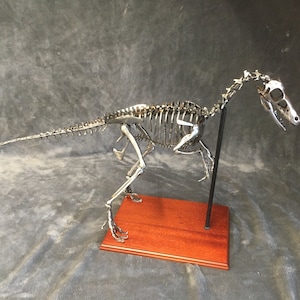 Handmade Welded Velociraptor Skeleton Sculpture - Etsy