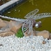 Handmade Welded Dragonfly Sculpture - Etsy