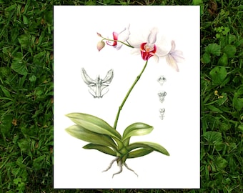 Orchid prints | Etsy