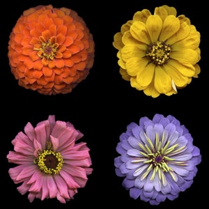 Flower Power Quilt Kit - Etsy