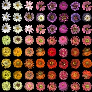 Flower Power Quilt Kit - Etsy