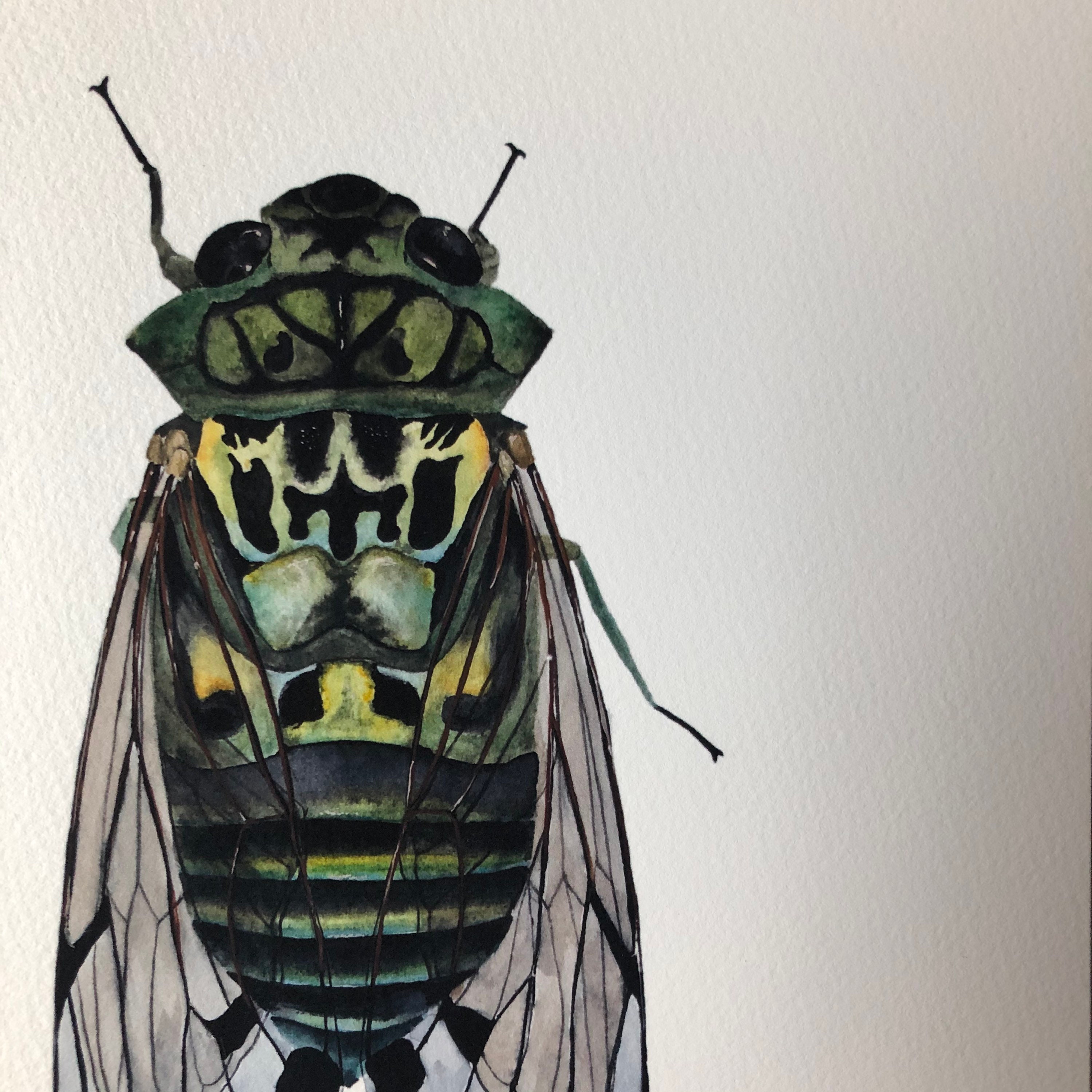 ART PRINT original watercolor cicada painting bold insect | Etsy