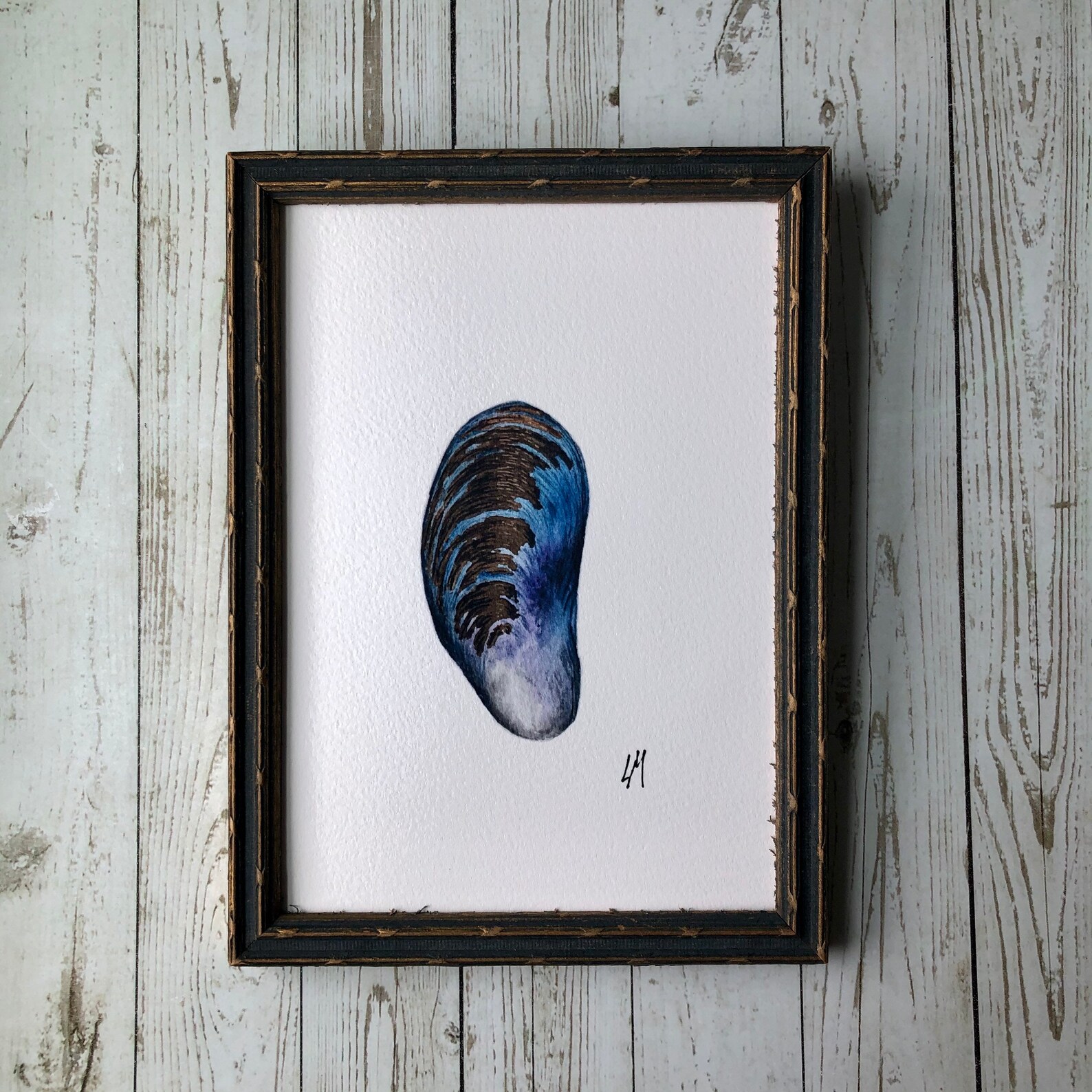 Blue Mussel Art Print: Coastal Watercolor Painting (5x7 Unframed) - Etsy