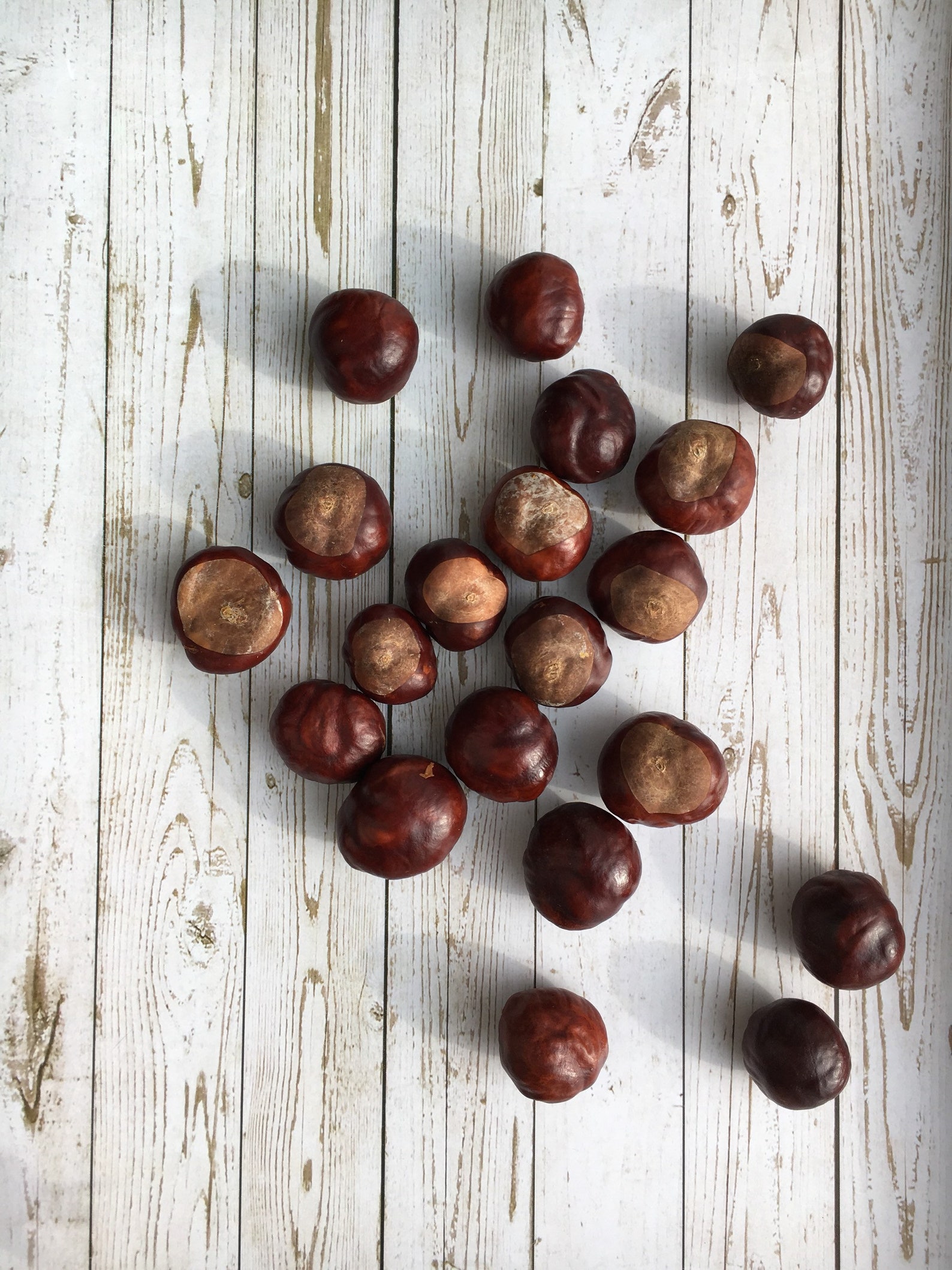 20 Chestnut Seeds Buckeye Nuts Natural Fall Christmas Decor - Etsy