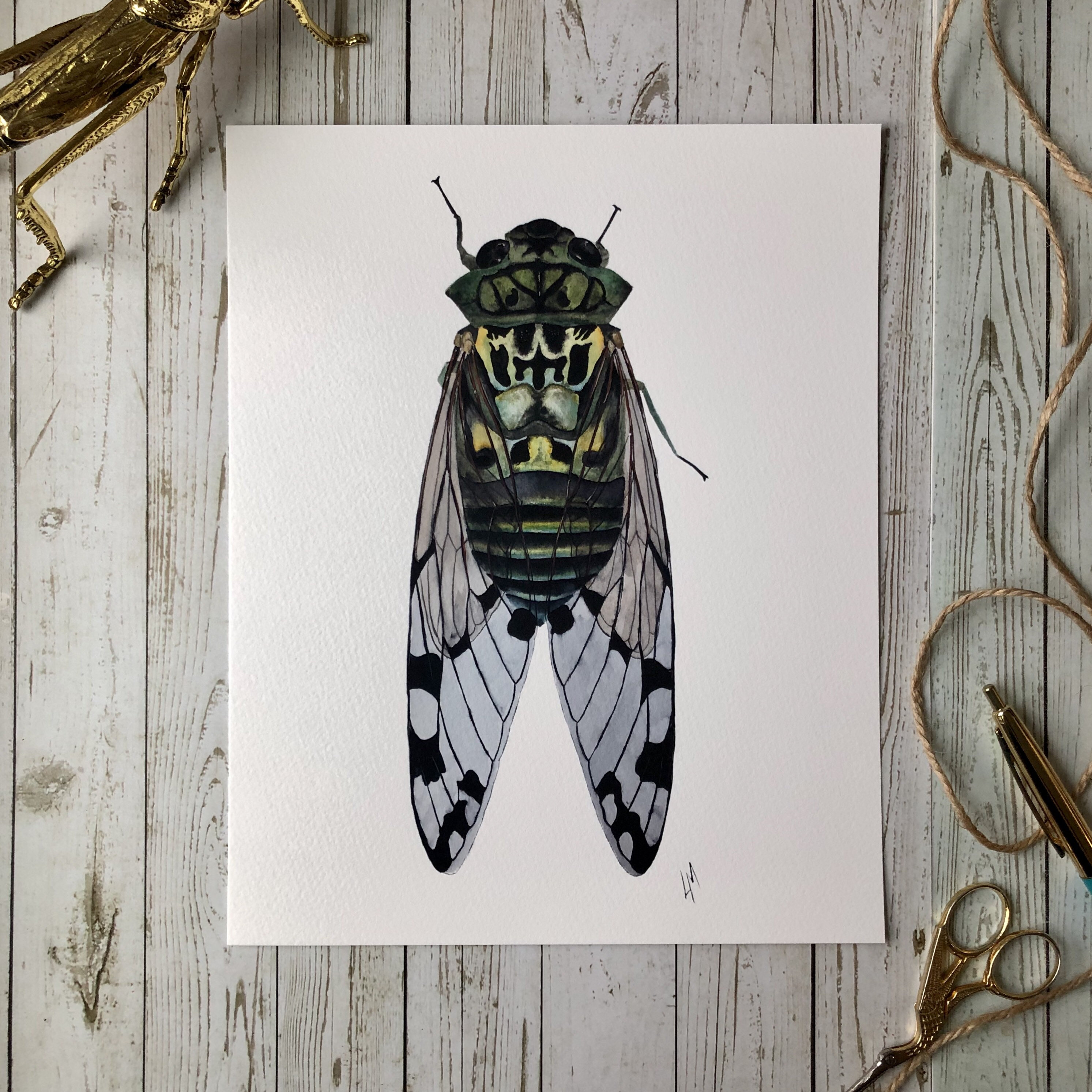 ART PRINT original watercolor cicada painting bold insect | Etsy