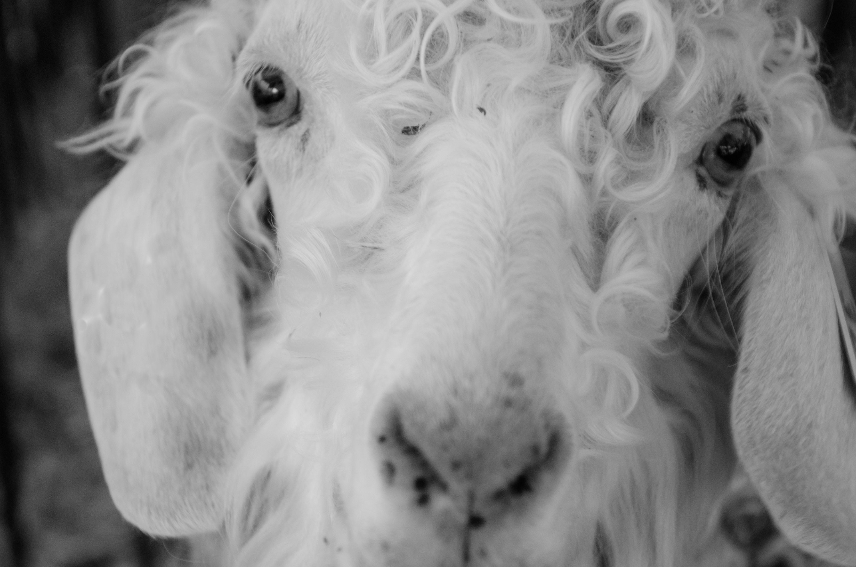 Angora Goat, Curly Goat, Curly Sheep Wall Art - Etsy.de