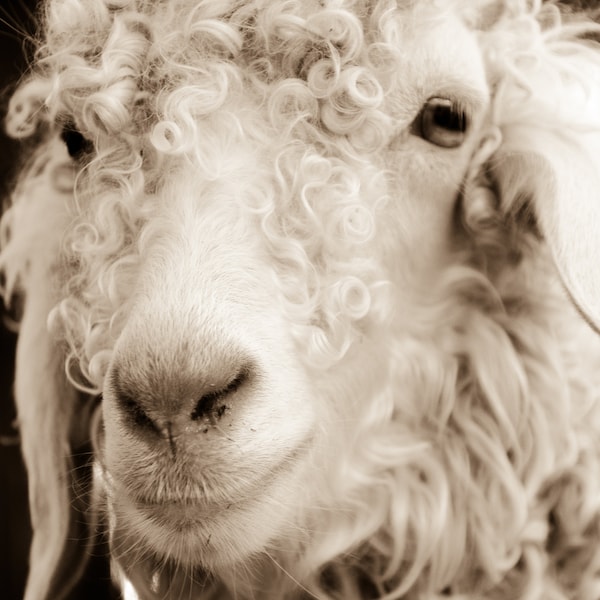 Angora Goat - Etsy