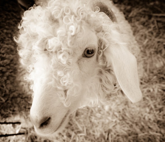 Angora Goat Curly Goat Curly Sheep Wall Art | Etsy