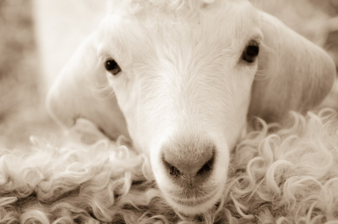 Angora Goat Curly Goat Curly Sheep Wall Art - Etsy