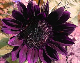 Purple sunflower | Etsy