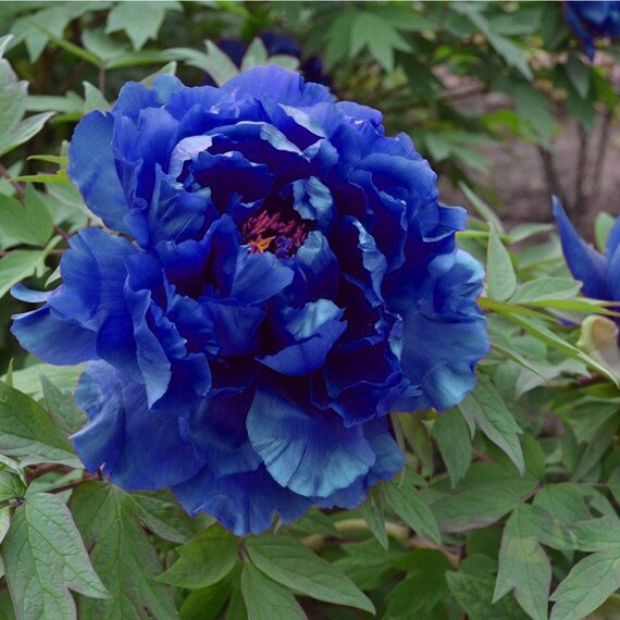 Blue Peony Plants For Sale at Laurence Drake blog