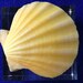 Yellow Scallop Seashell nobel Pectin With a Solid Acrylic Cube Stand ...