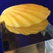 Yellow Scallop Seashell nobel Pectin With a Solid Acrylic Cube Stand ...