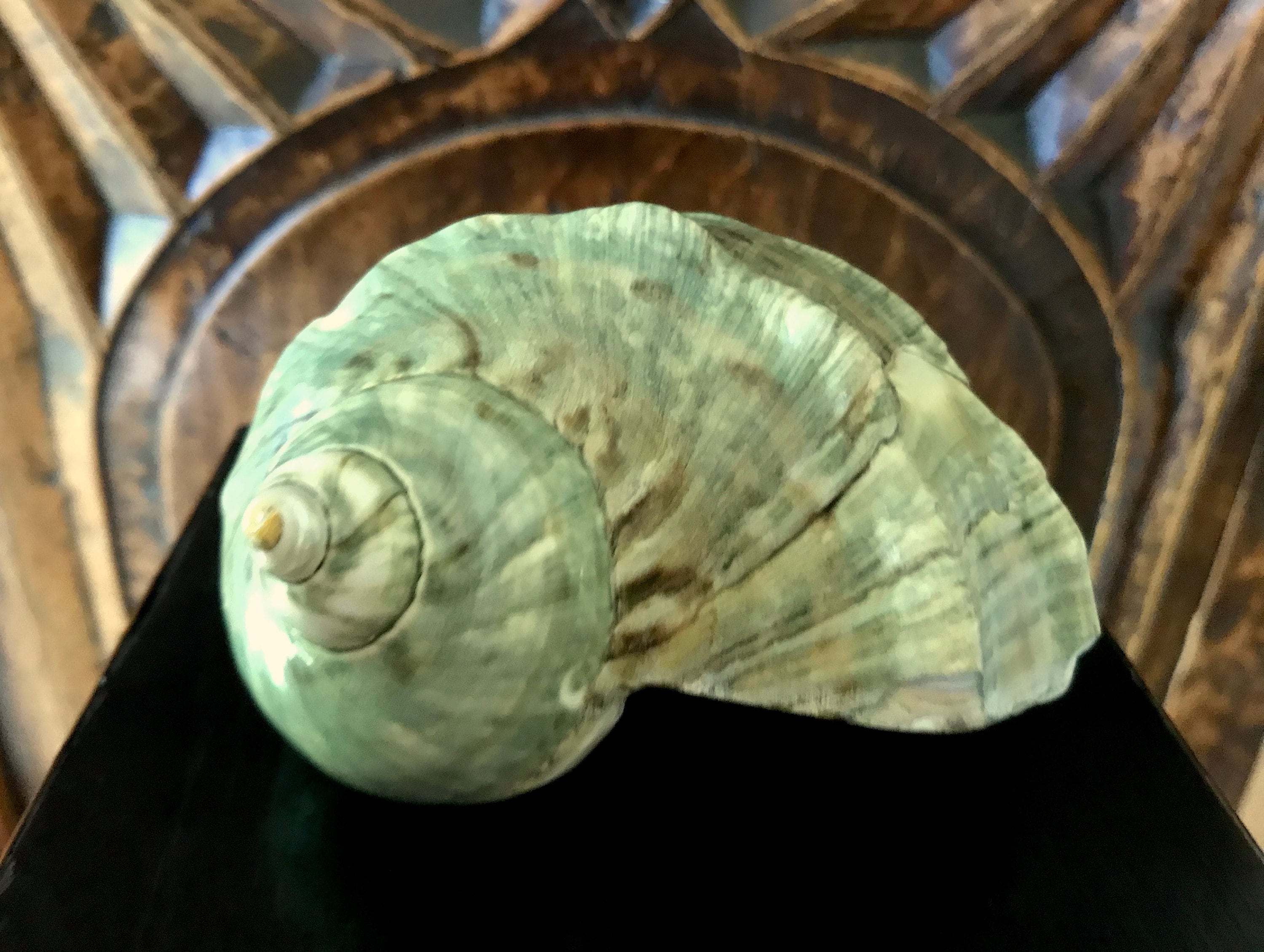Jade Green Turbo Seashell: Polished Mother of Pearl Coastal Decor - Etsy